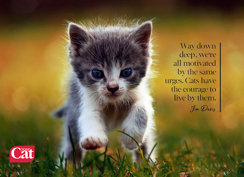 Motivational Cat You Can Do It