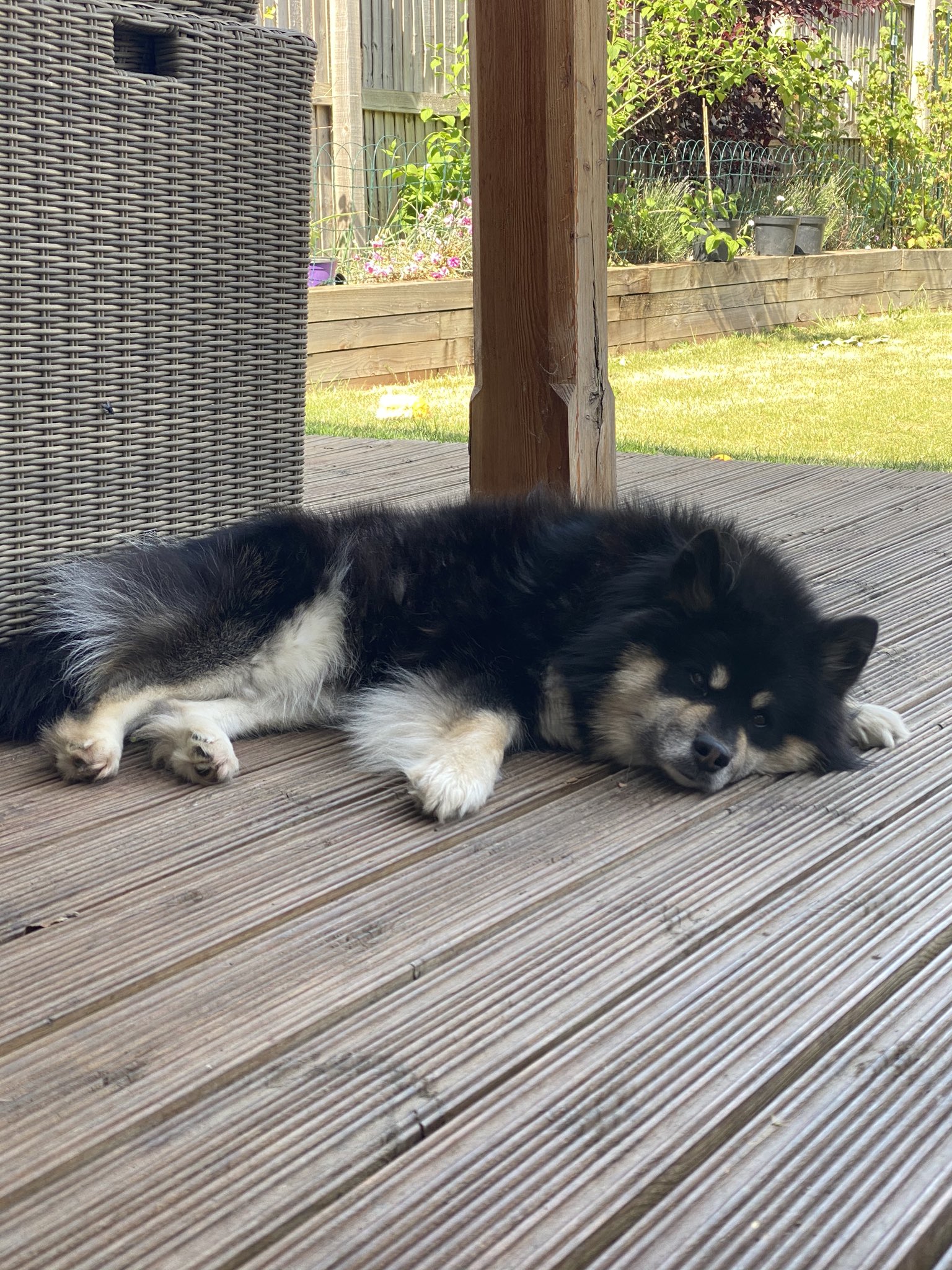 What Breed Is Ldshadowladys Dog