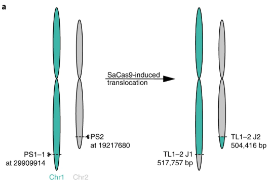 Translocation Translocation | UVM Genetics & Genomics Wiki | Fandom