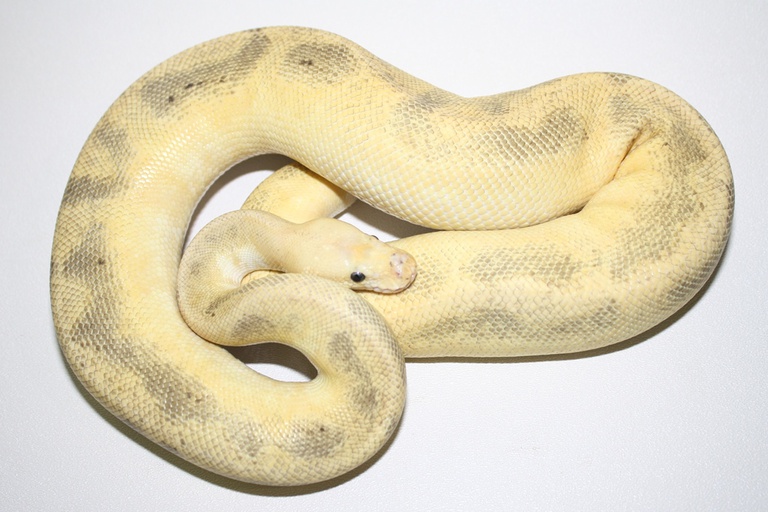 Pastel Champagne Ball Python
