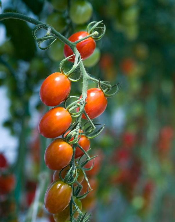 Windset Farms®Windset Living - Windset Farms®