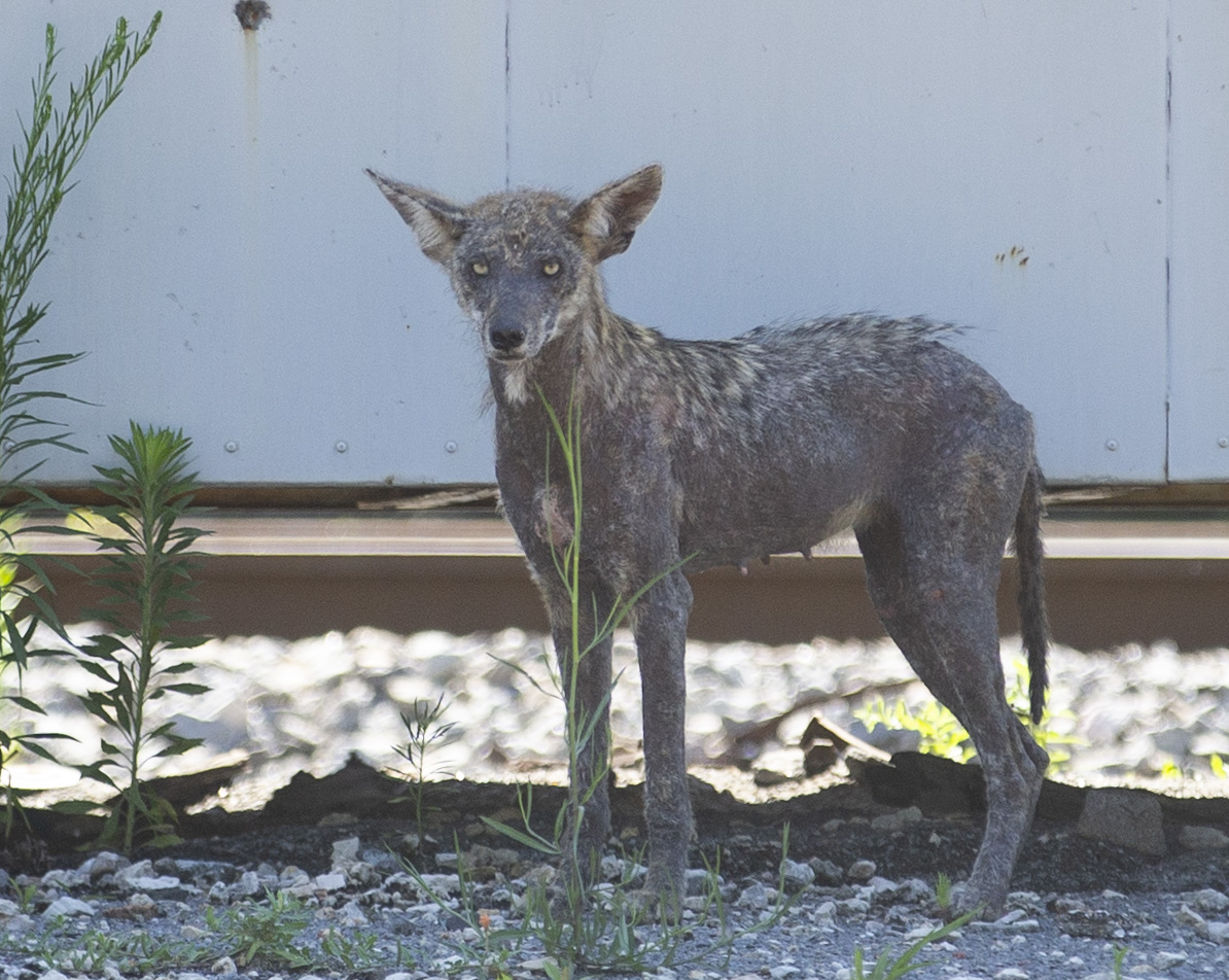 Coyote With Mange
