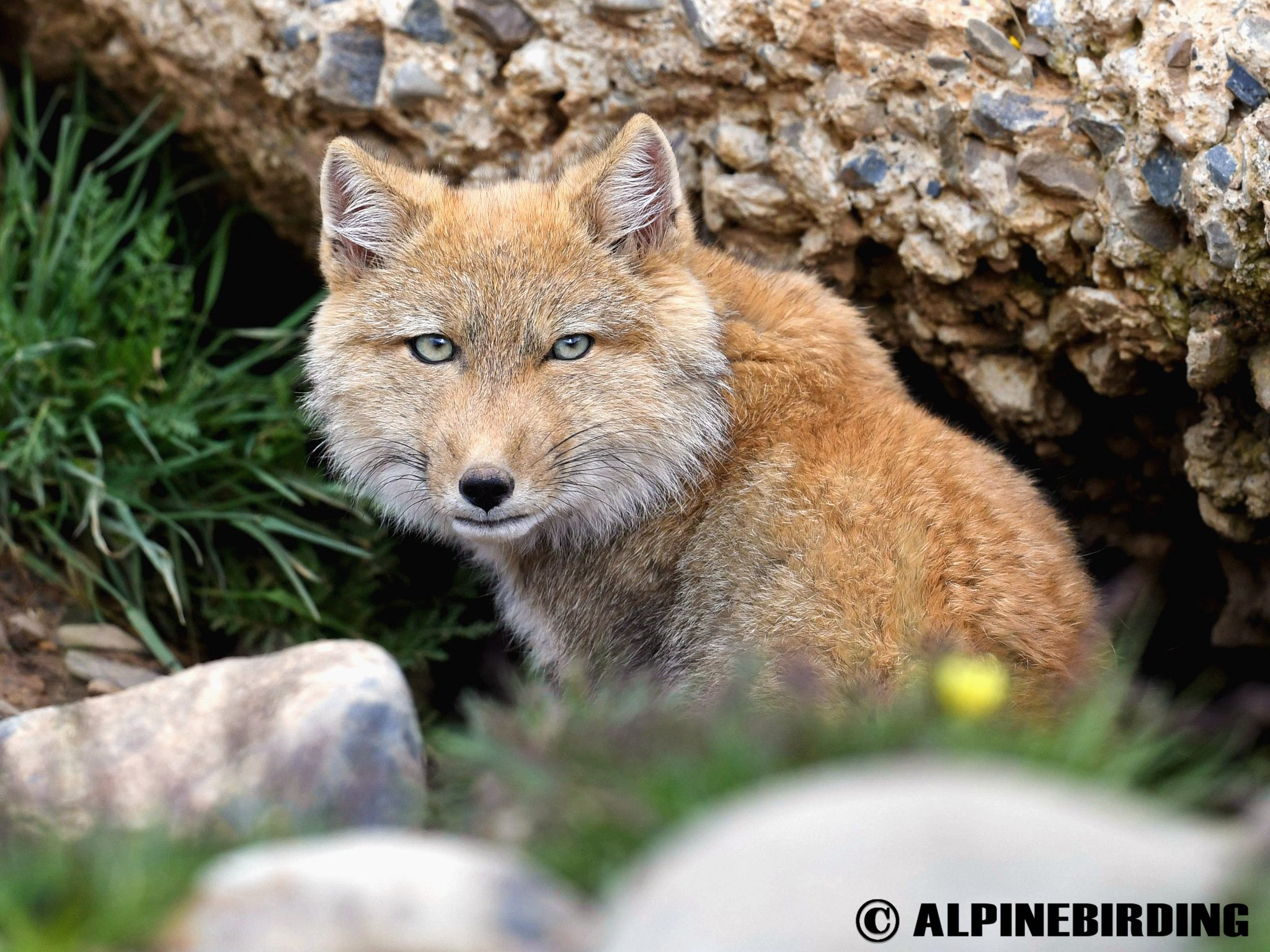 Tibetan Fox Wallpaper
