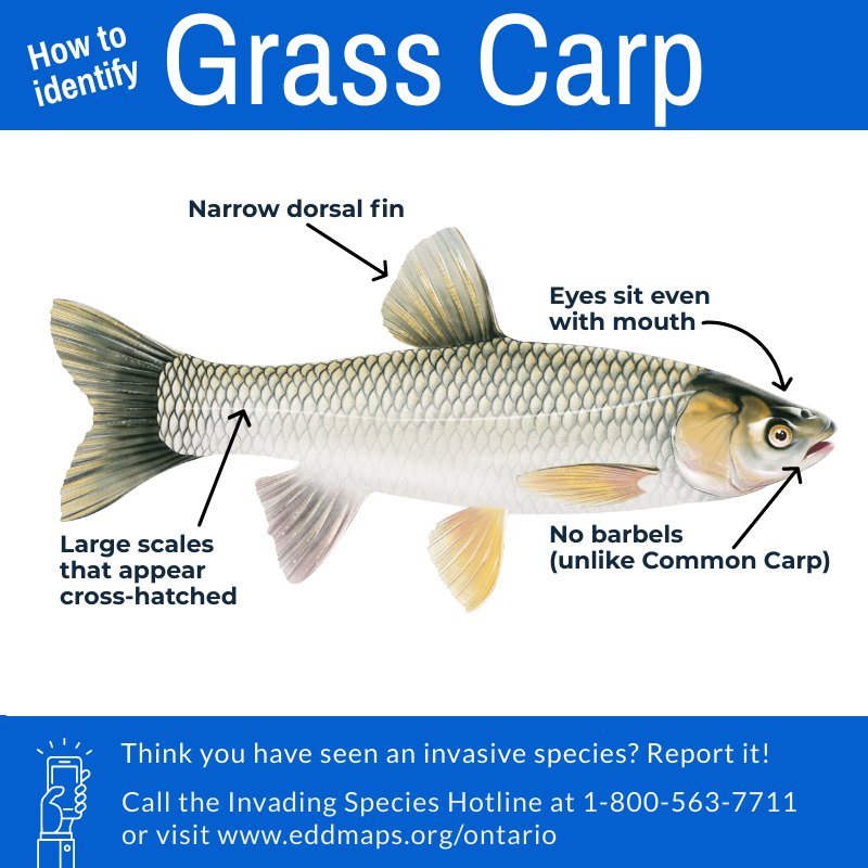 Common Carp Fish Diagram