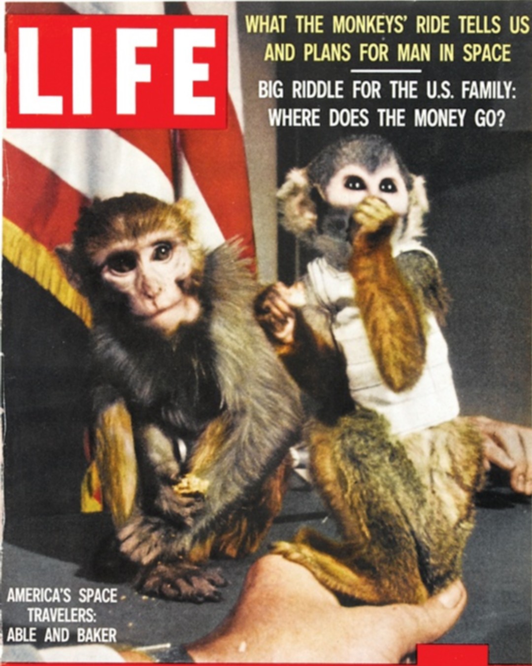 First Monkey In Space Able