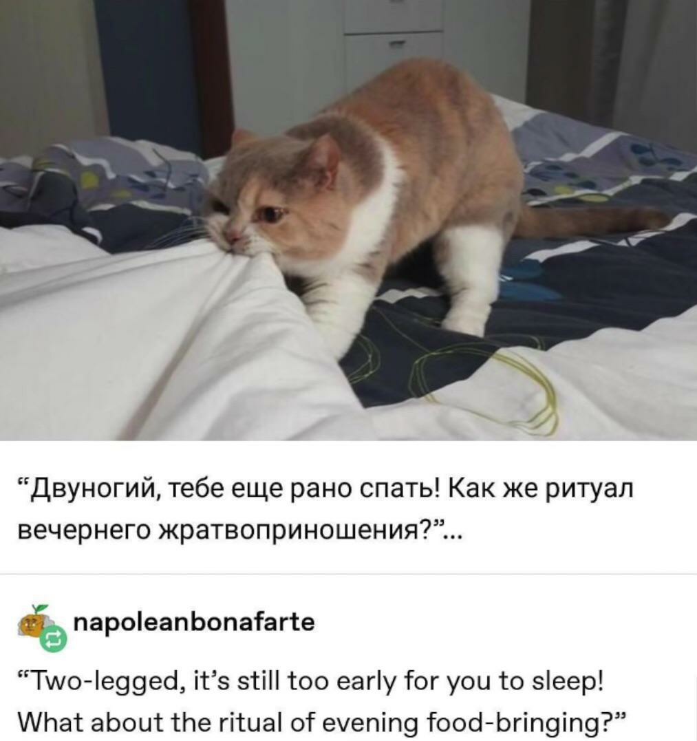 Russian Cat Meme