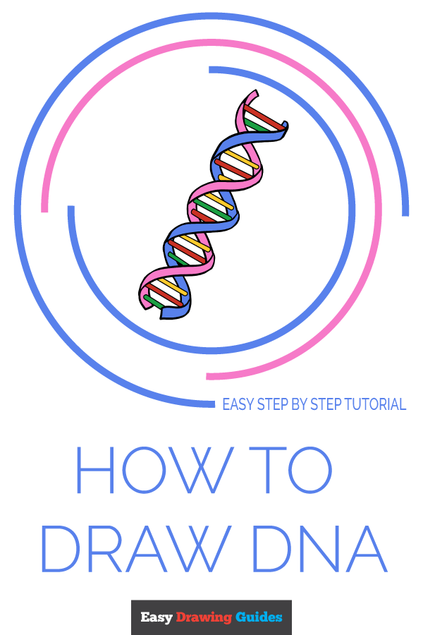 Dna Diagram For Kids