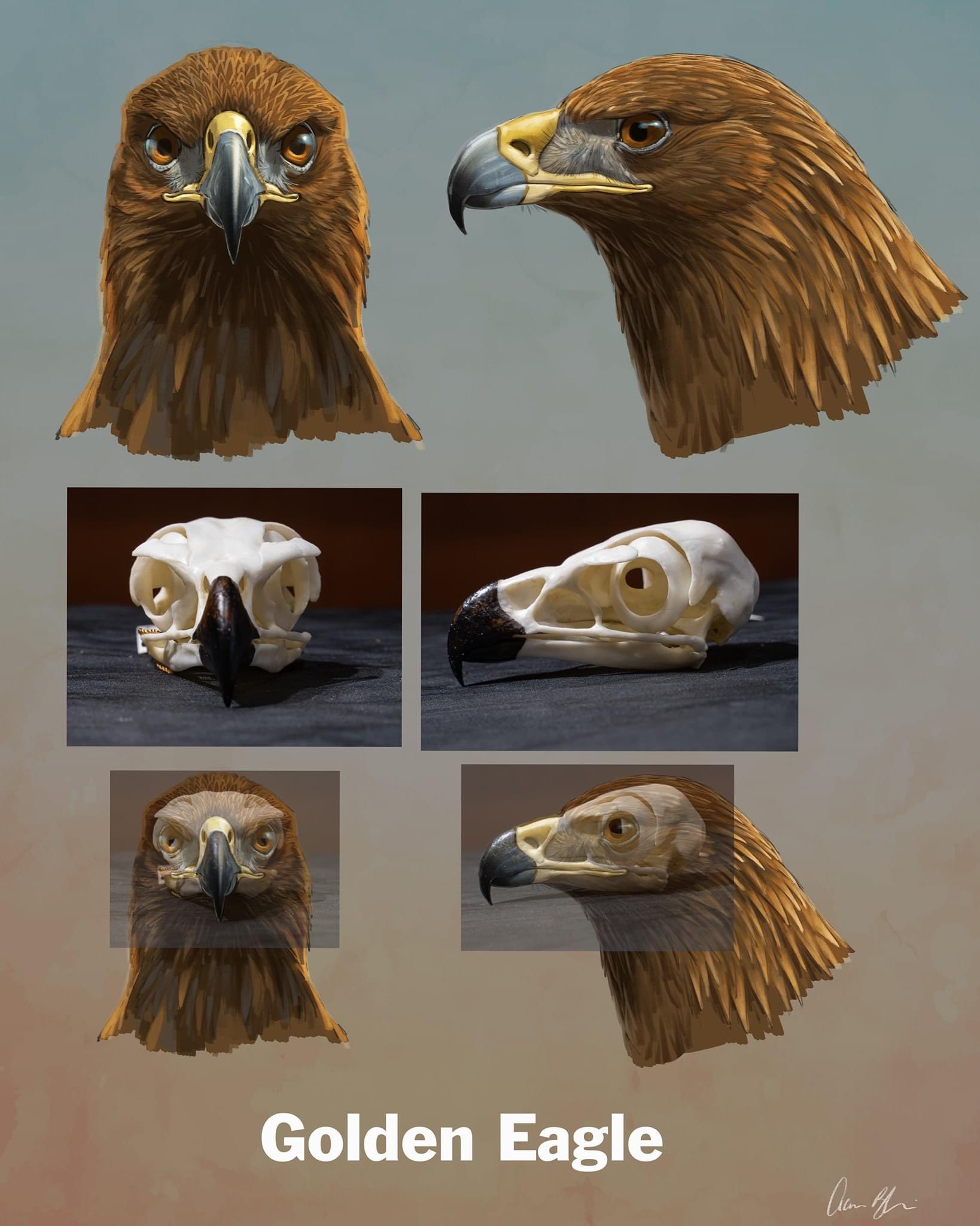 Golden Eagle Anatomy