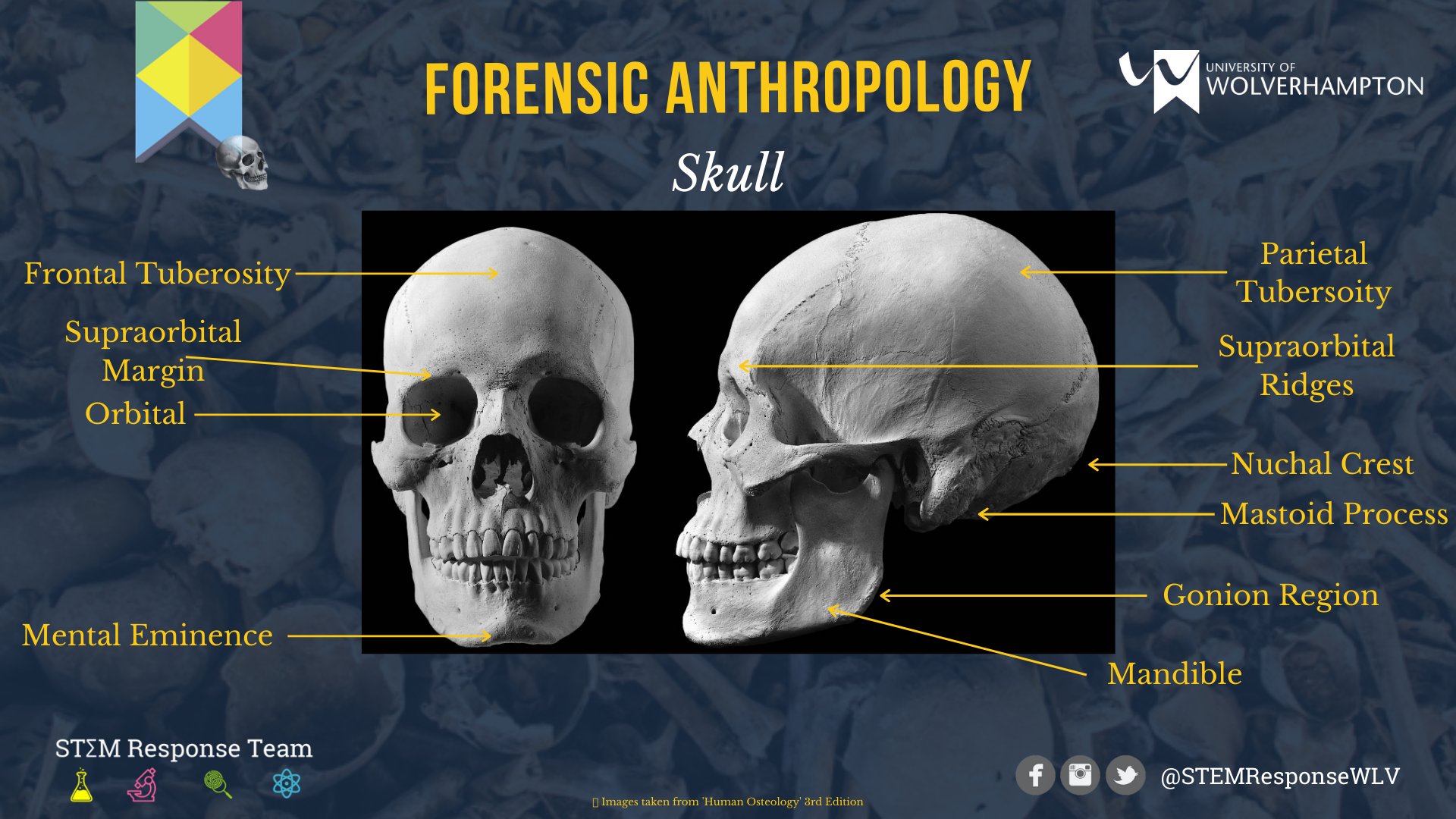 Nuchal Crest Uncut Medical Skull (0359) | JonsBones: Responsibly