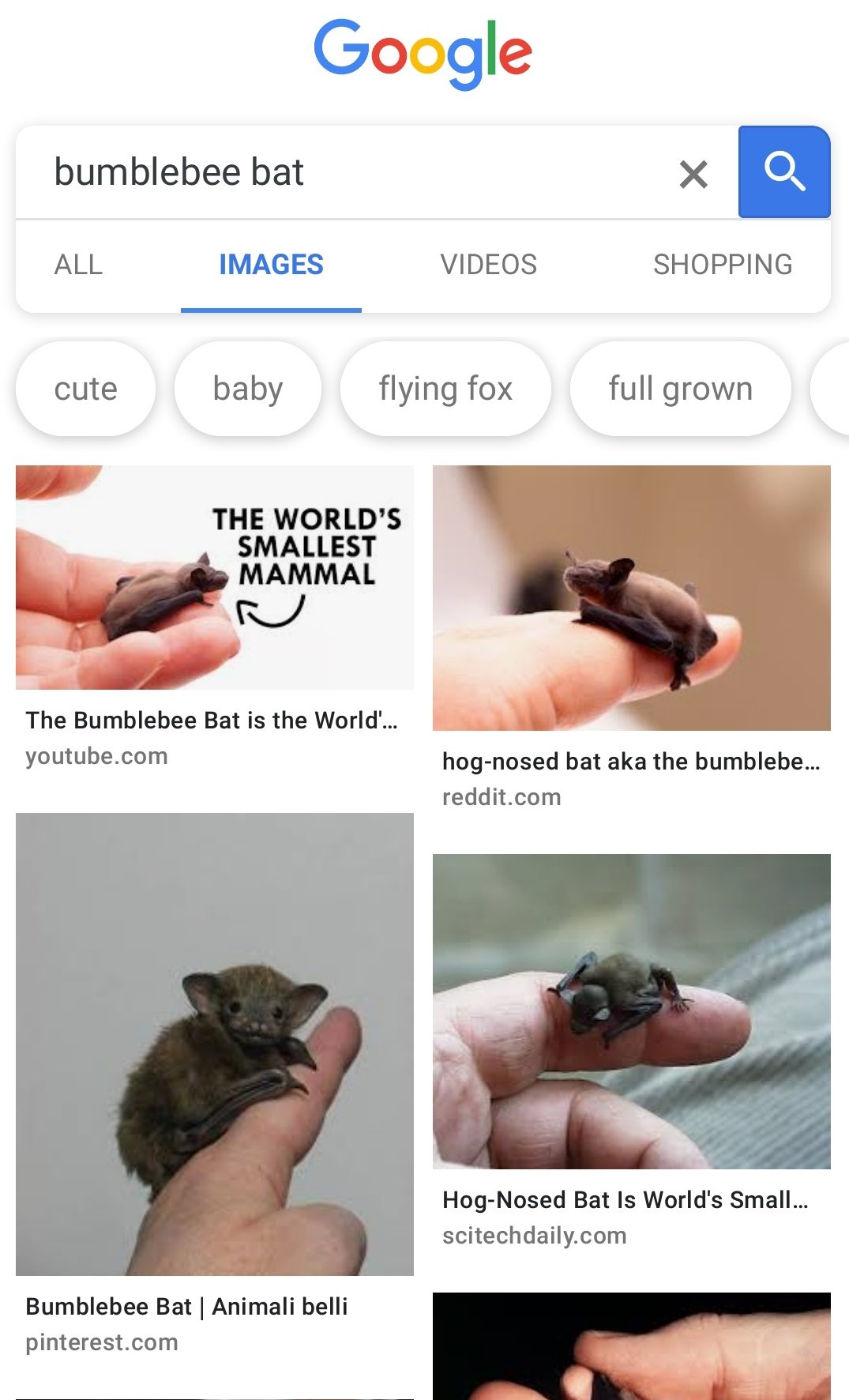 Cute Bumblebee Bat