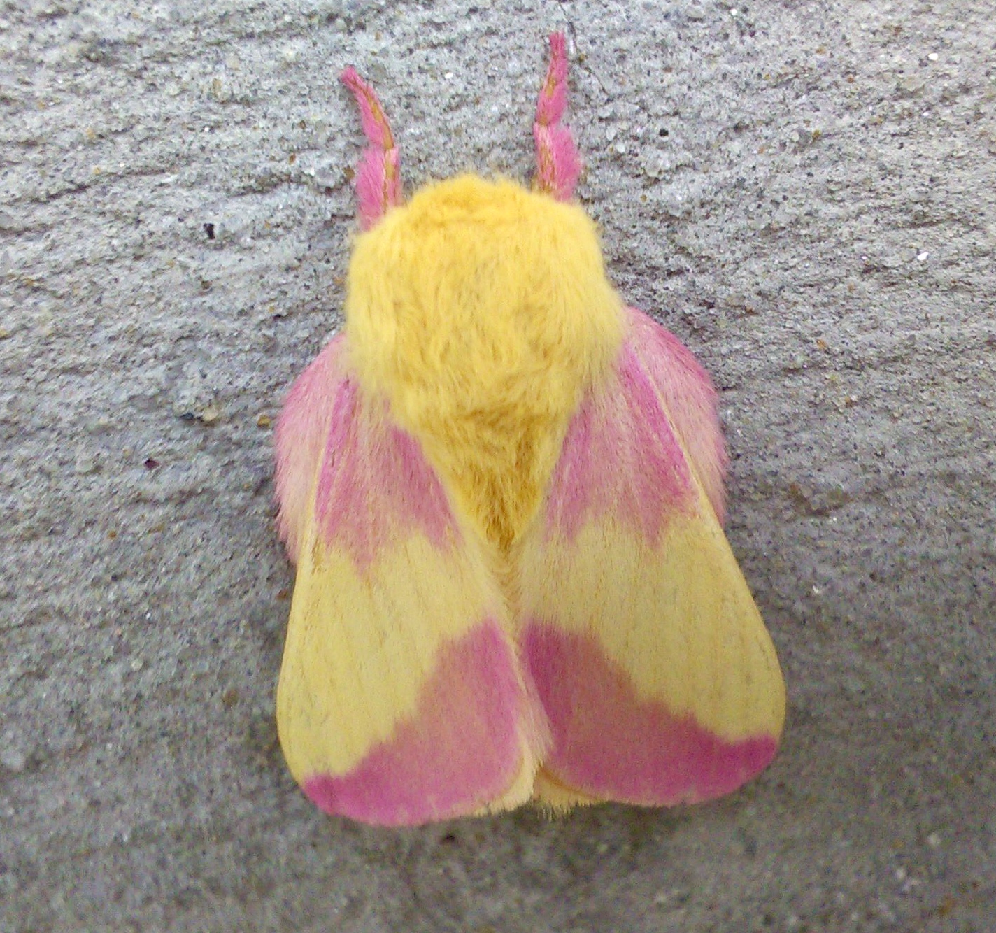 Pink And Yellow Fuzzy Moth