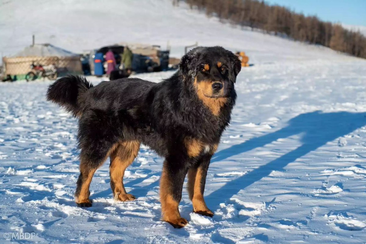 Mongolian Banhar Dog