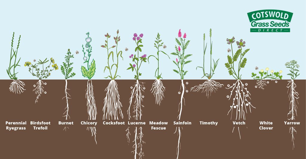 Purple Needle Grass Roots
