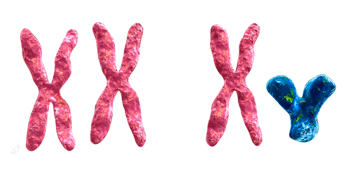 Xy Xx Chromosome