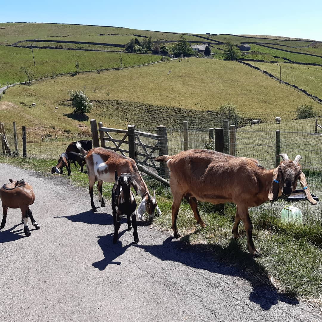 Home - Axe Edge Green Farm