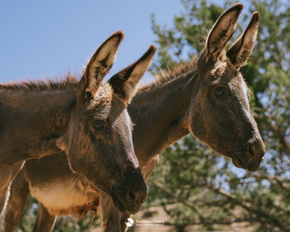 Dorado & Platero descend from the burro herds of yesteryear, whose ...