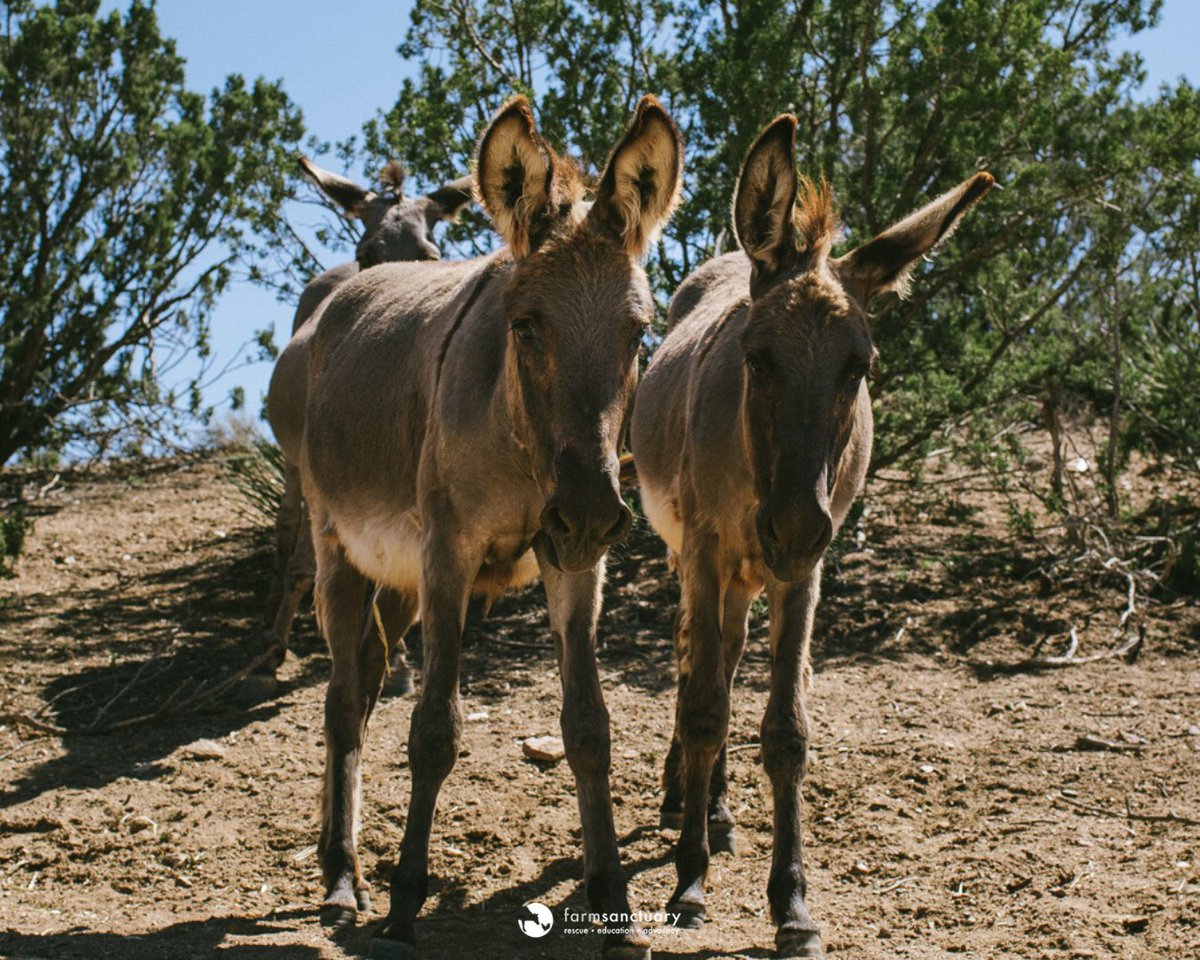 Dorado & Platero descend from the burro herds of yesteryear, whose ...