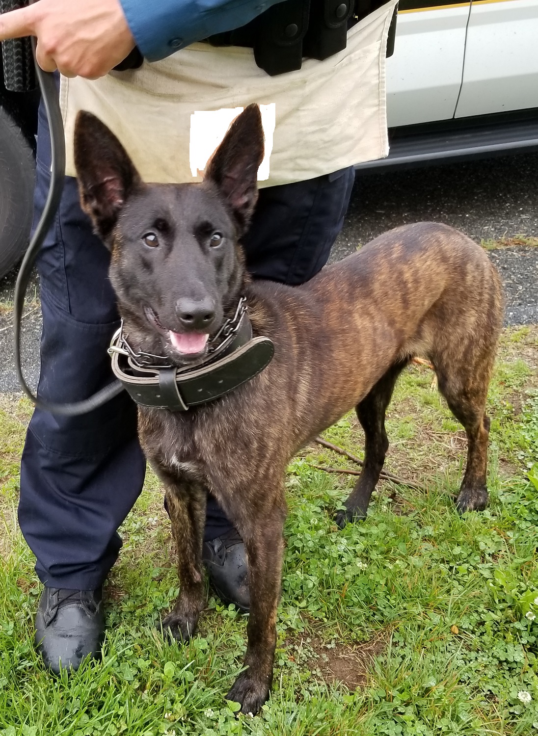 Dutch Shepherd Lab Mix