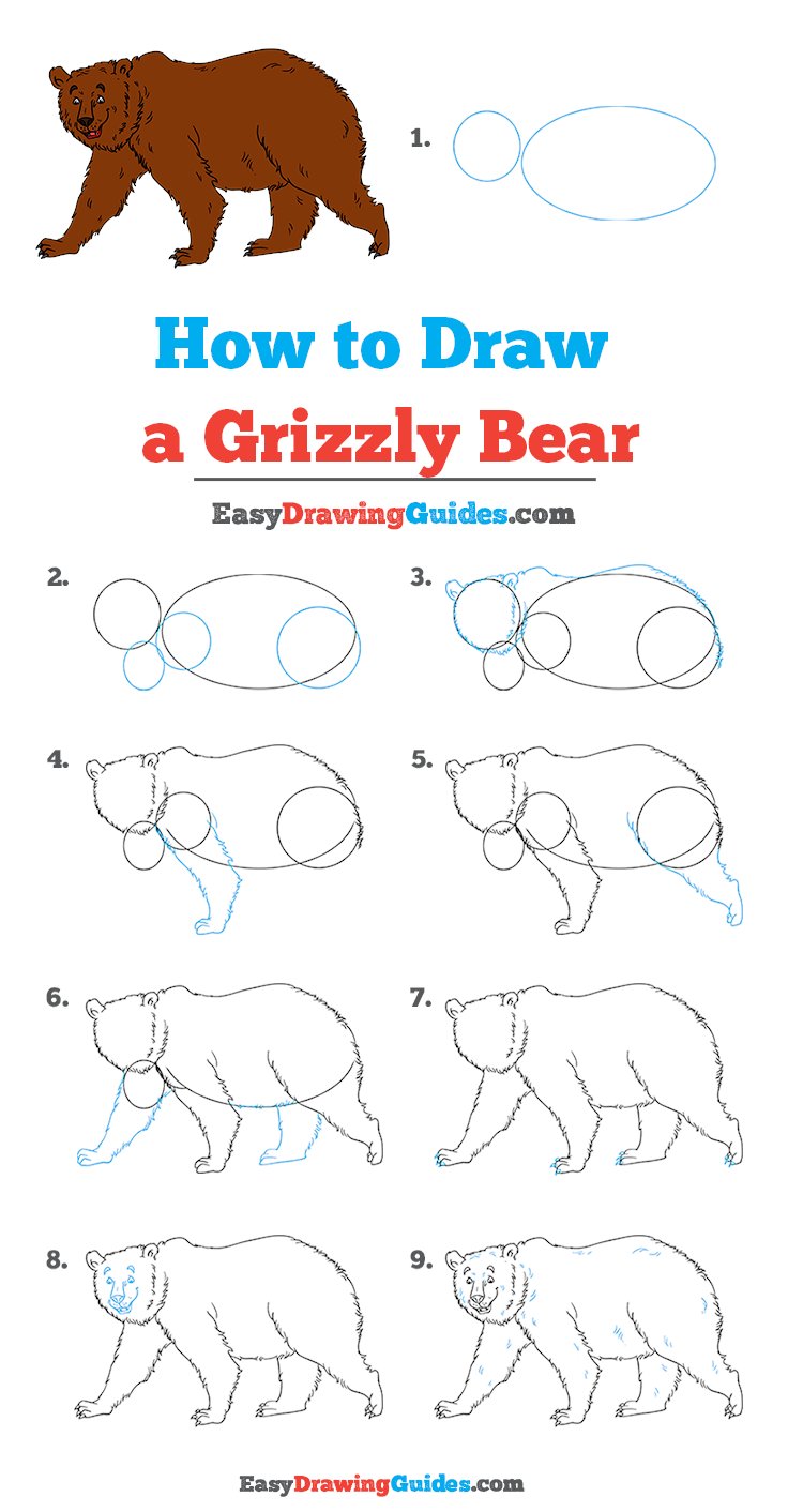 How To Draw A Brown Bear Step By Step