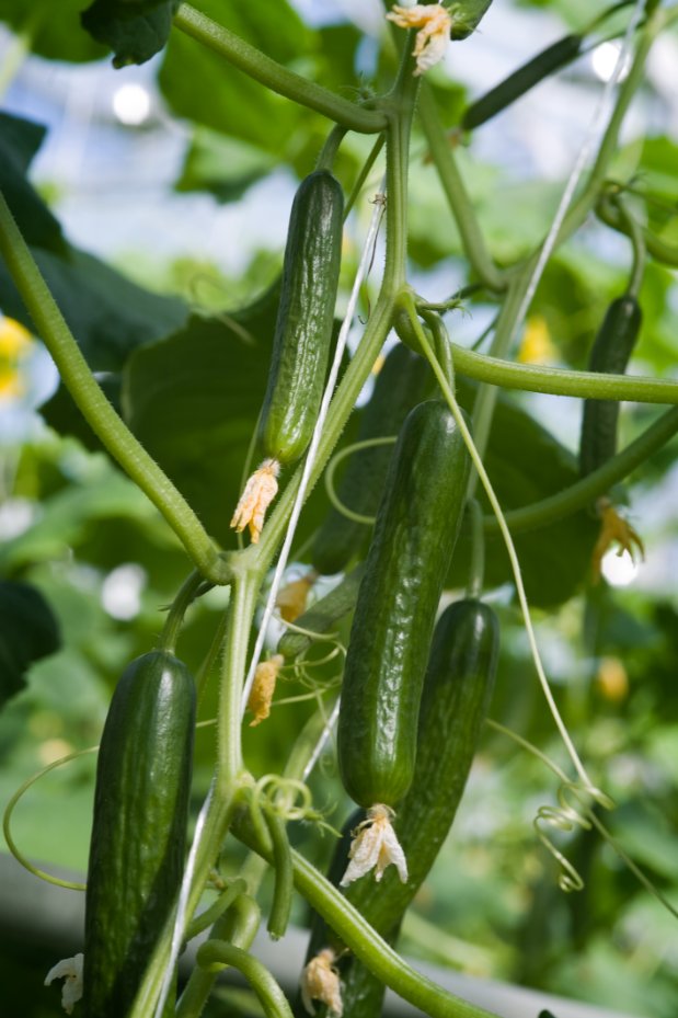 Windset Farms®Windset Living - Windset Farms®