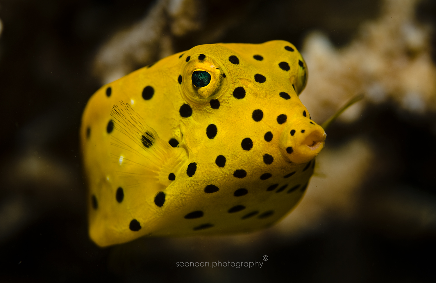 Boxfish Car
