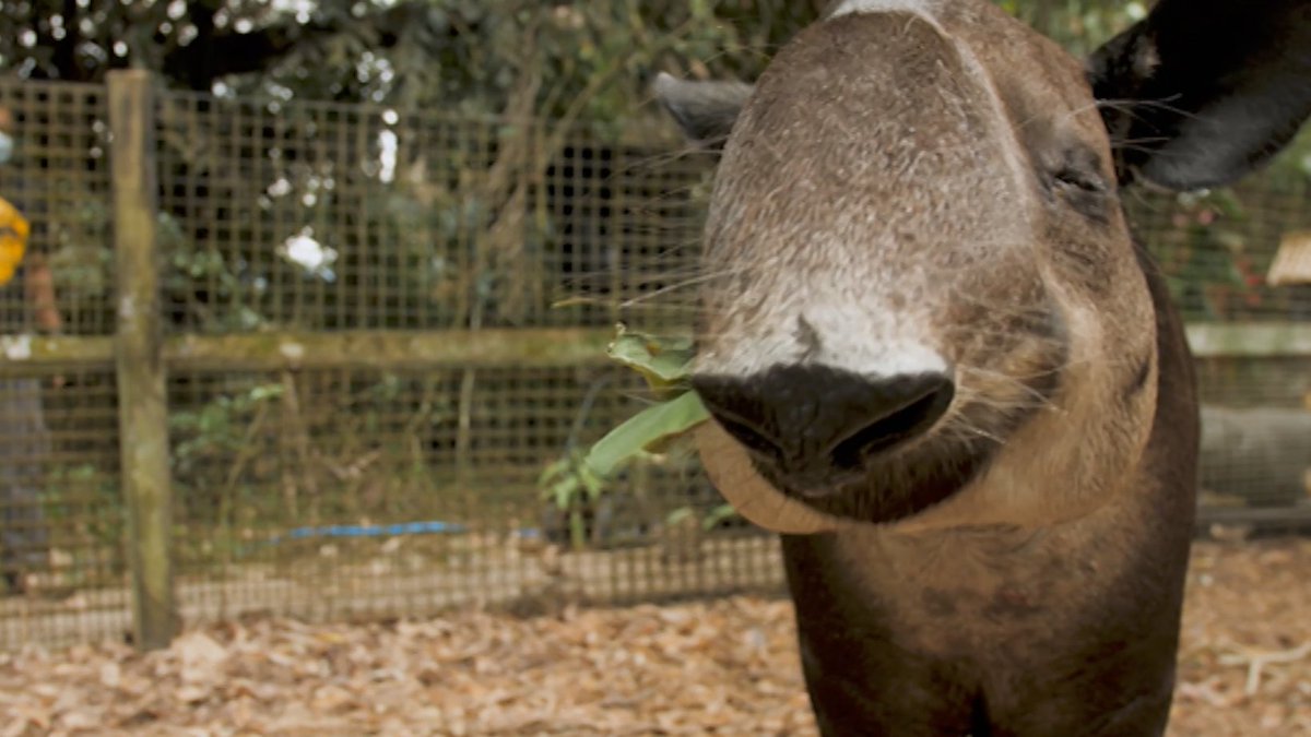 Locals in Belize came to the rescue of The Belize Zoo during Lockdown ...