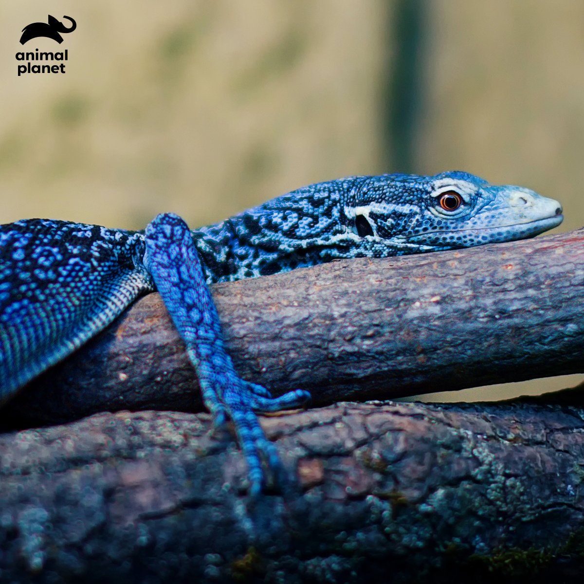 Black And Blue Lizard
