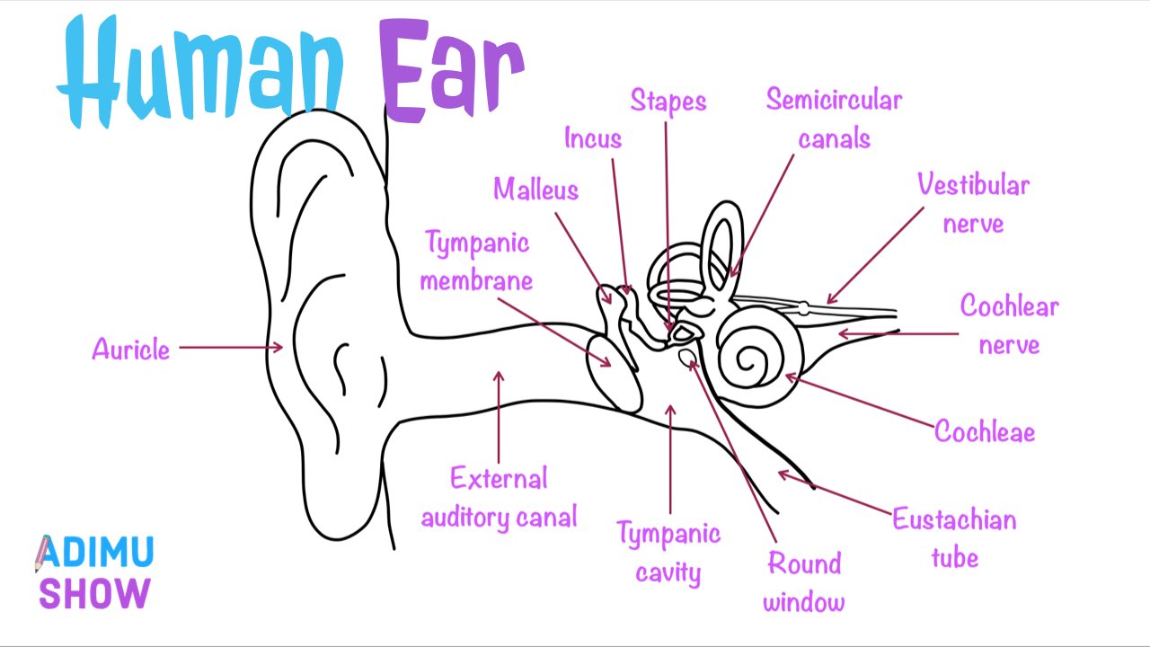 How To Draw Human Ear Diagram Easily