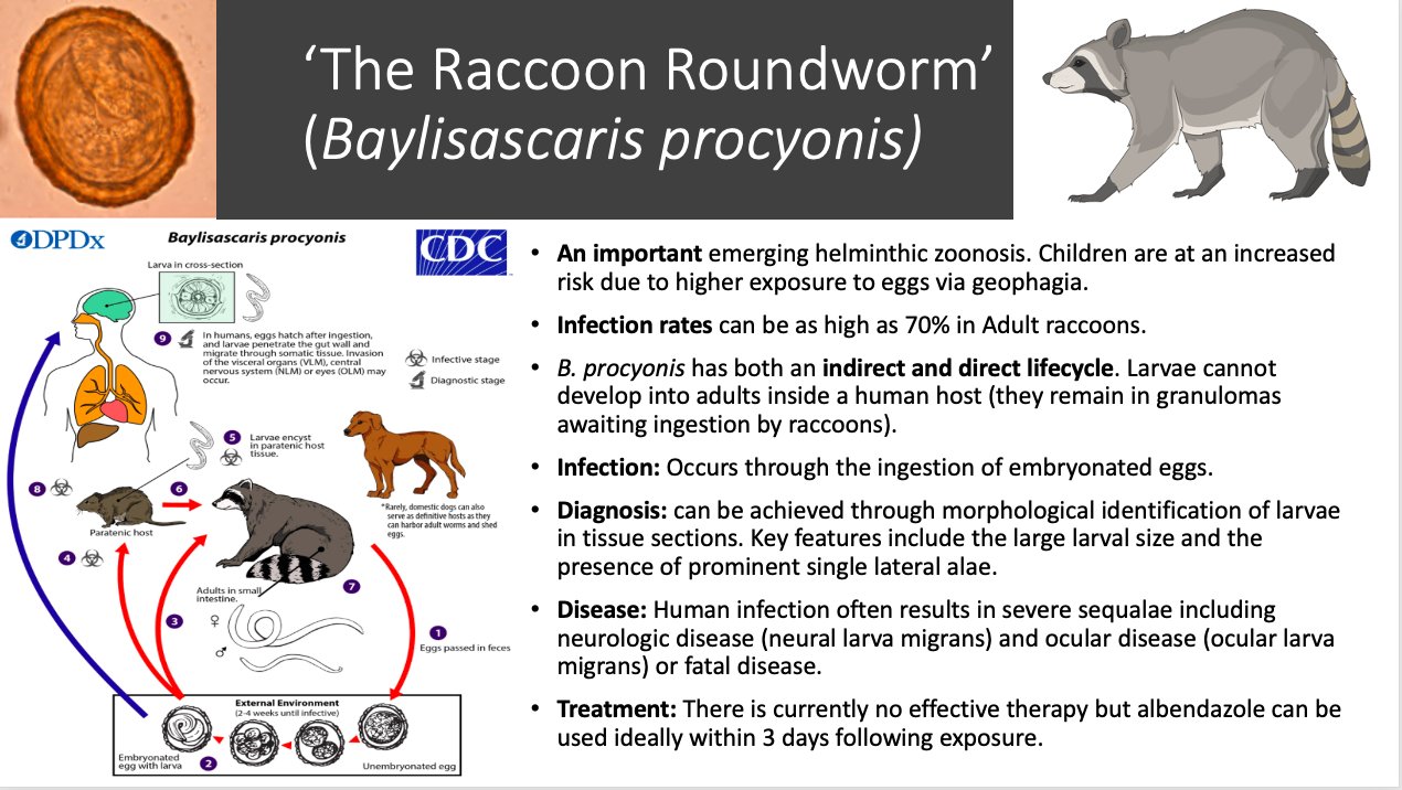 Baylisascaris Procyonis