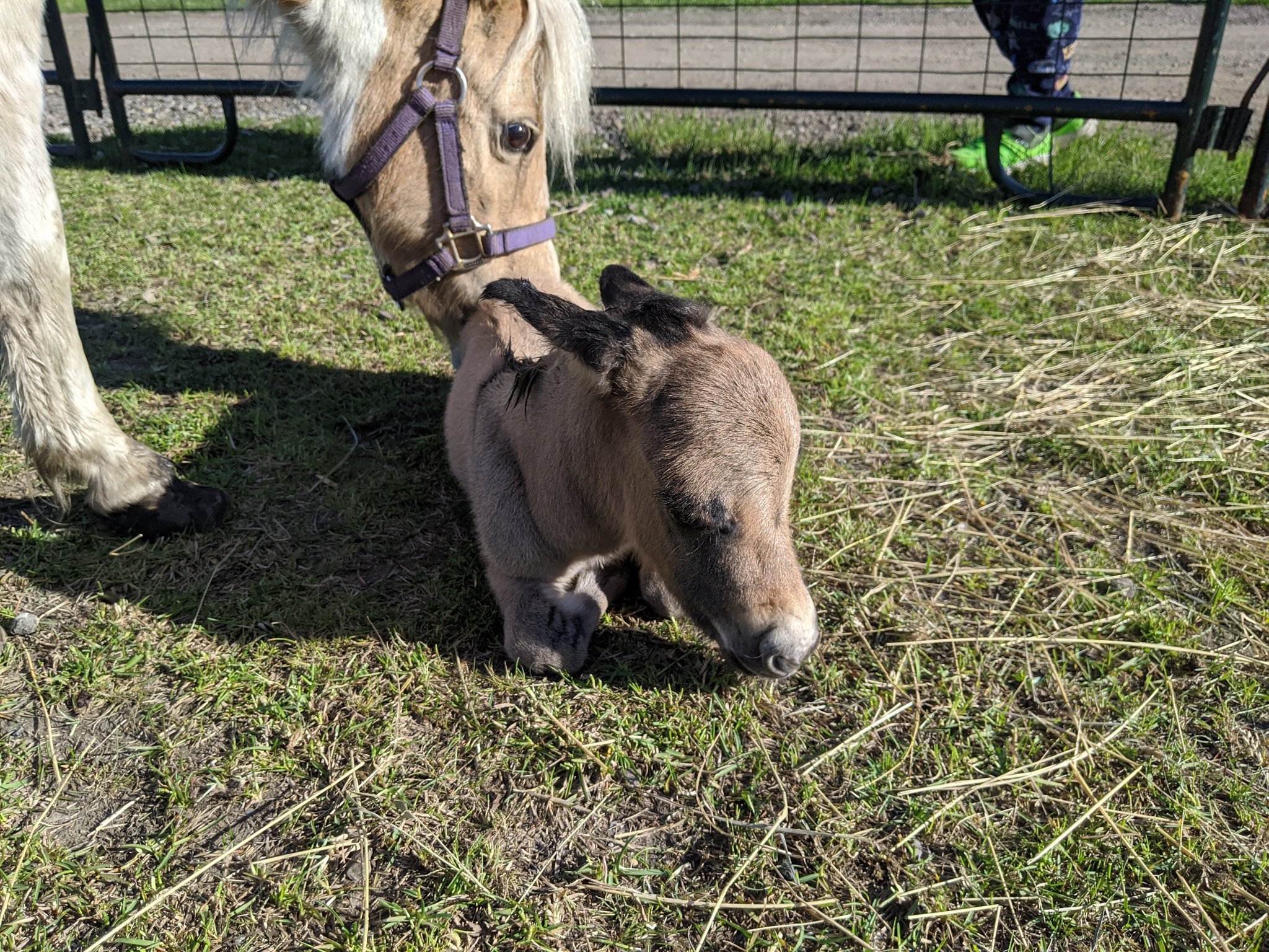 Baby Mule Horse