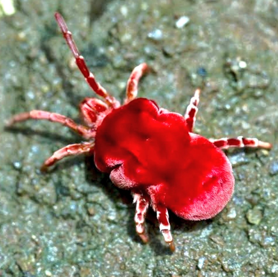 Red Food Coloring Bugs