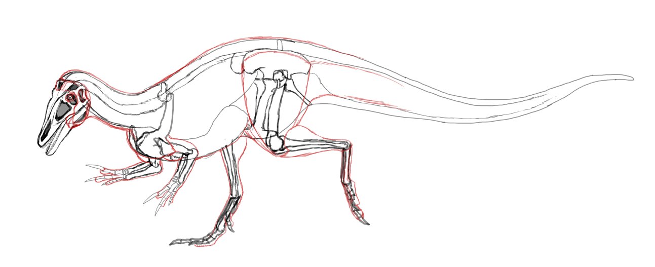 Australovenator Skeleton