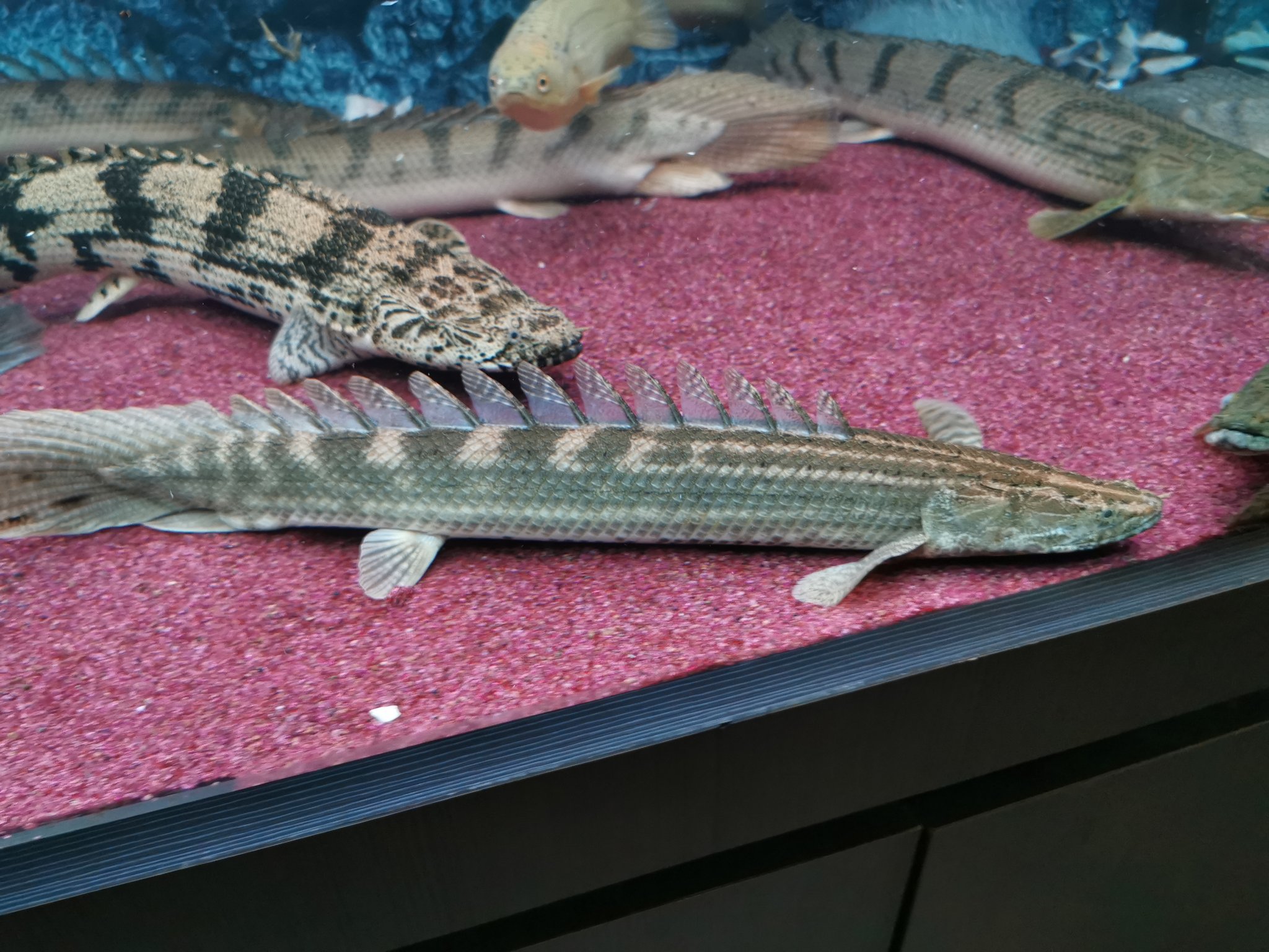 Polypterus Teugelsi 4 Sale