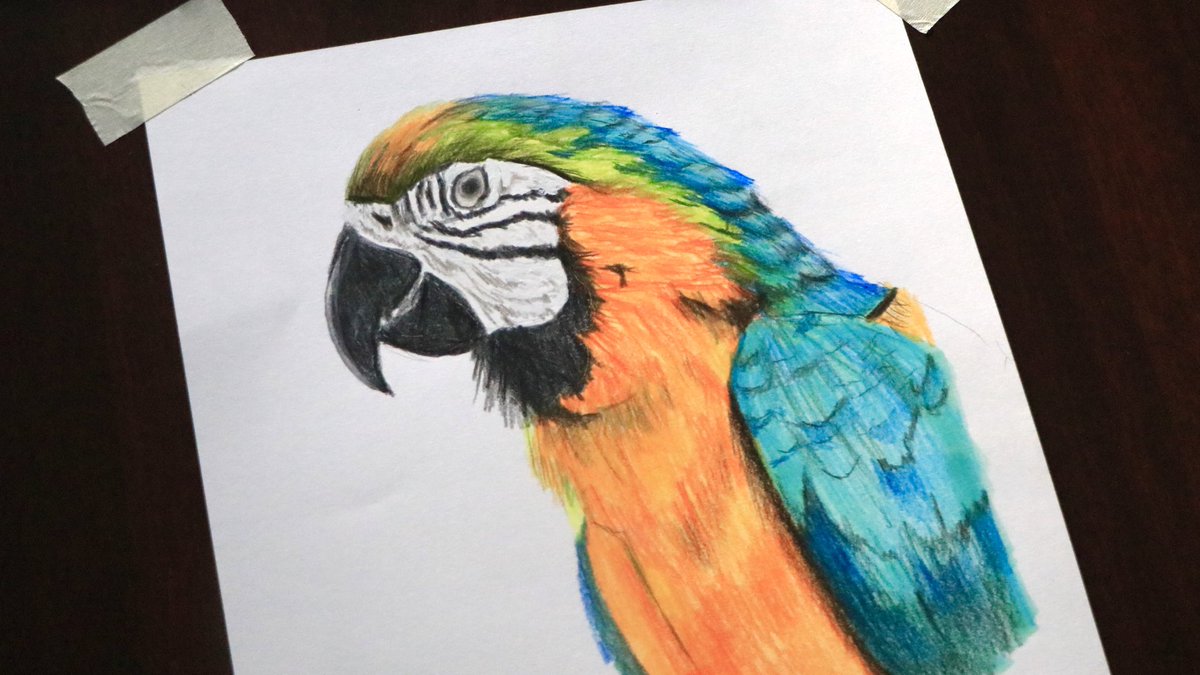 Realistic Drawings Of Parrots