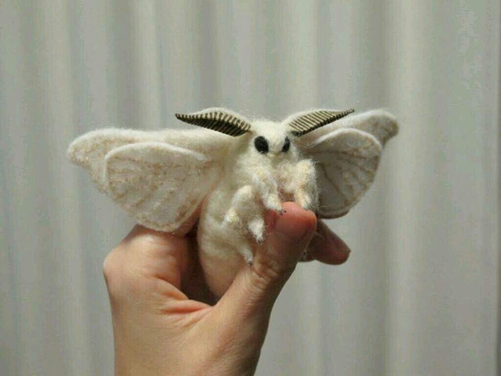 Cute Silk Moth