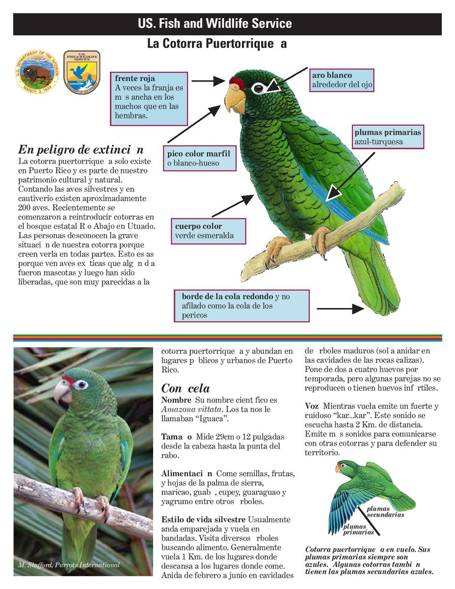 Medicina Caligrafía oveja la cotorra de puerto rico detección Prematuro ...