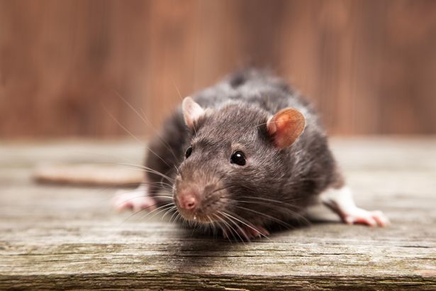 Britain : Randy rats rise Britain soaring temperatures send rodents sex ...