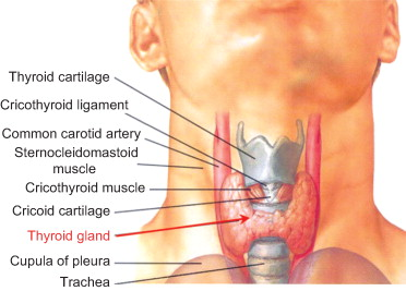 Cricothyroid Muscle Pain