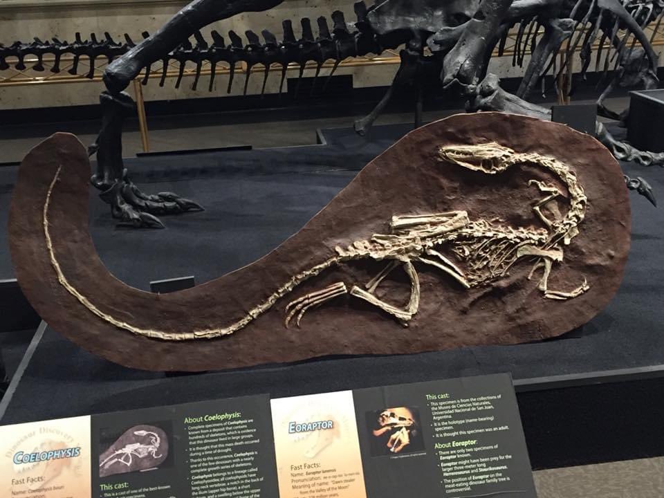 Coelophysis Skeleton