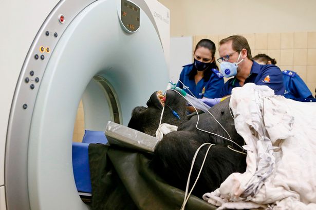 Huge 33st gorilla given CT scan to help vets diagnose mystery illness ...