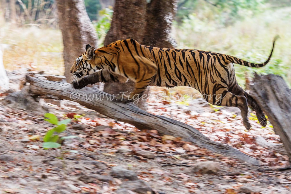 Tiger Climbing Down