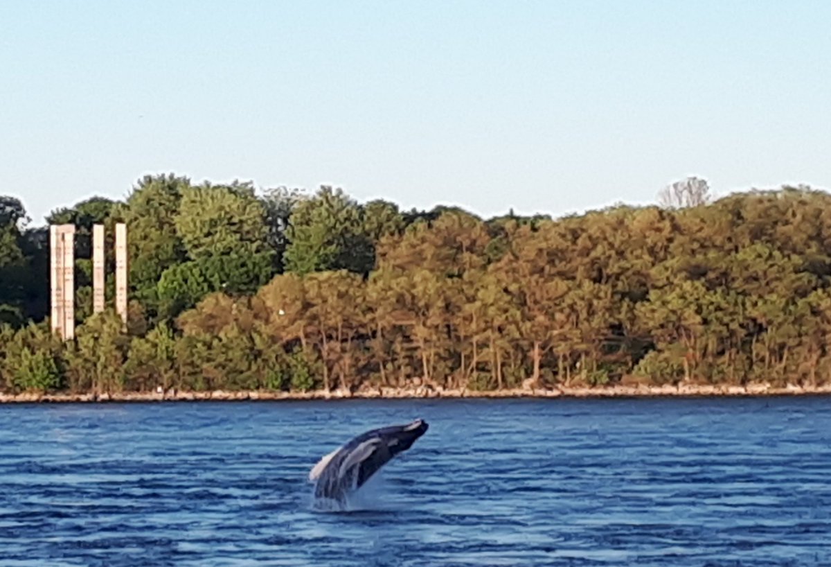 Baleine Montreal - EMSEKFLOL.COM