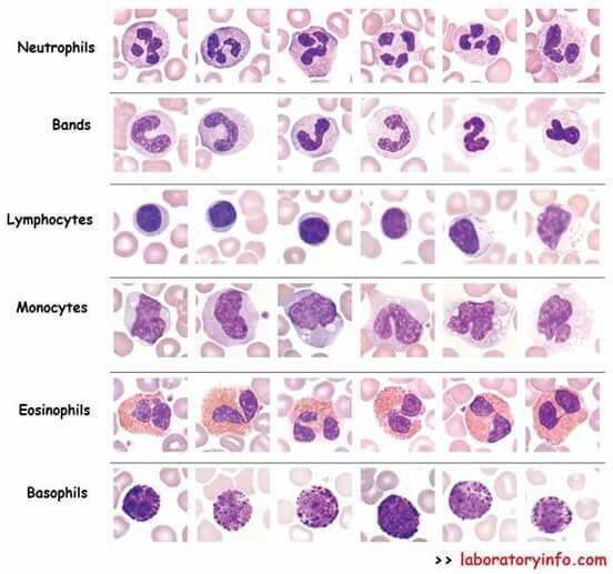Lymphocytes Histology