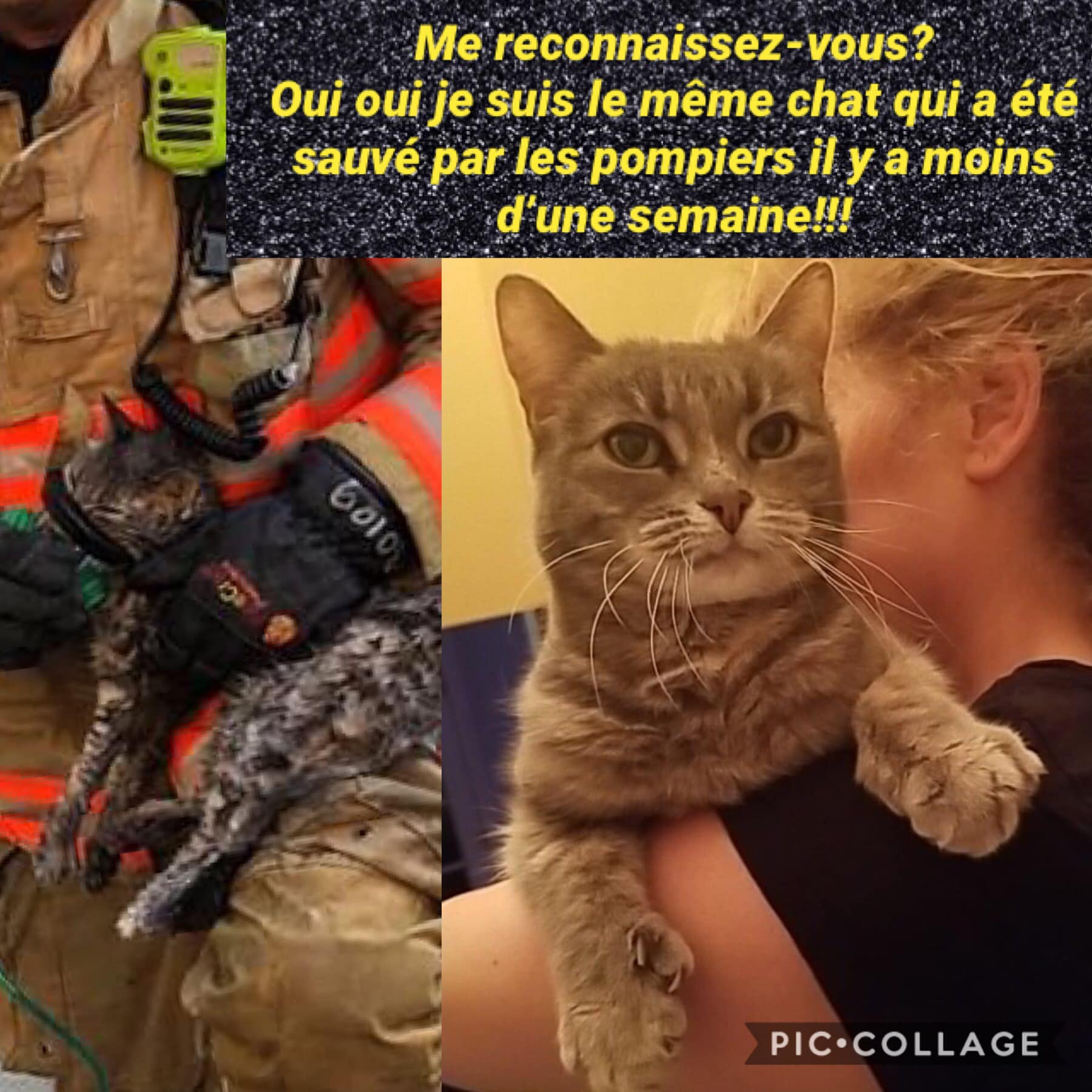 Firefighters Saving Cats Meme