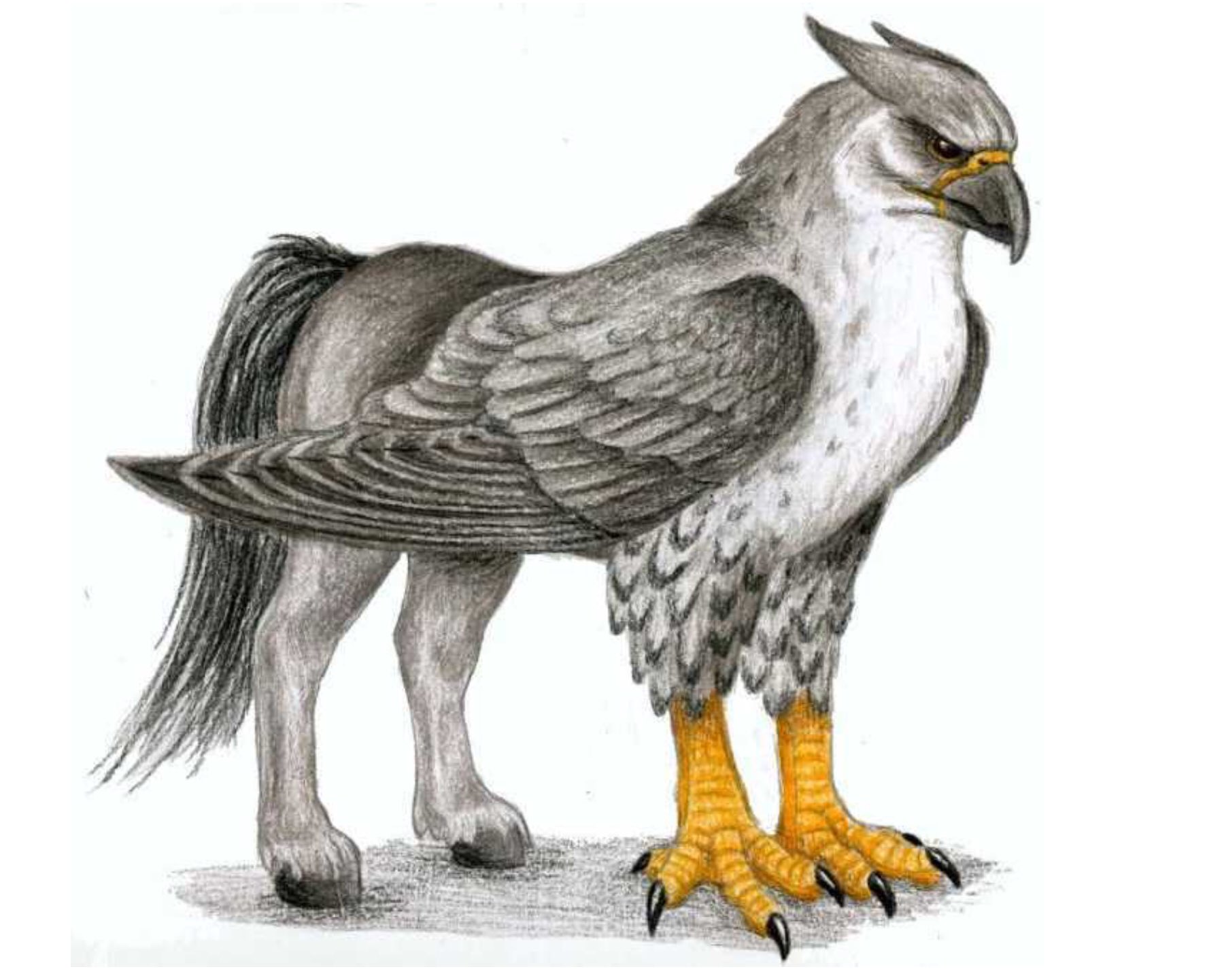 Different Animals Together