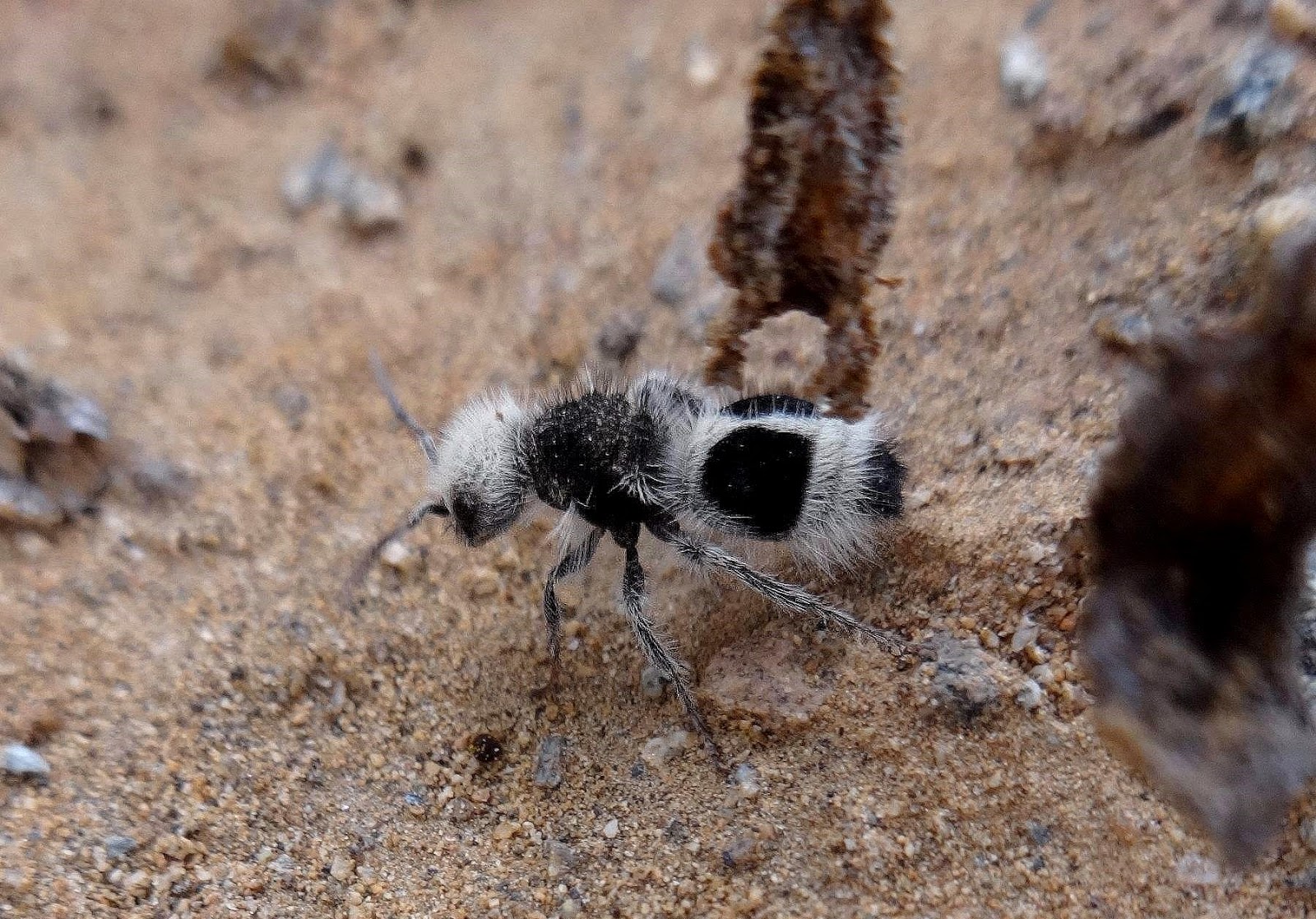 The Panda Ant