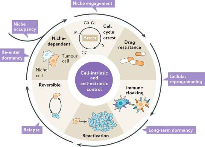 Cancer Cell Cycle Diagram