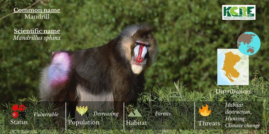 Mandrill Rafiki