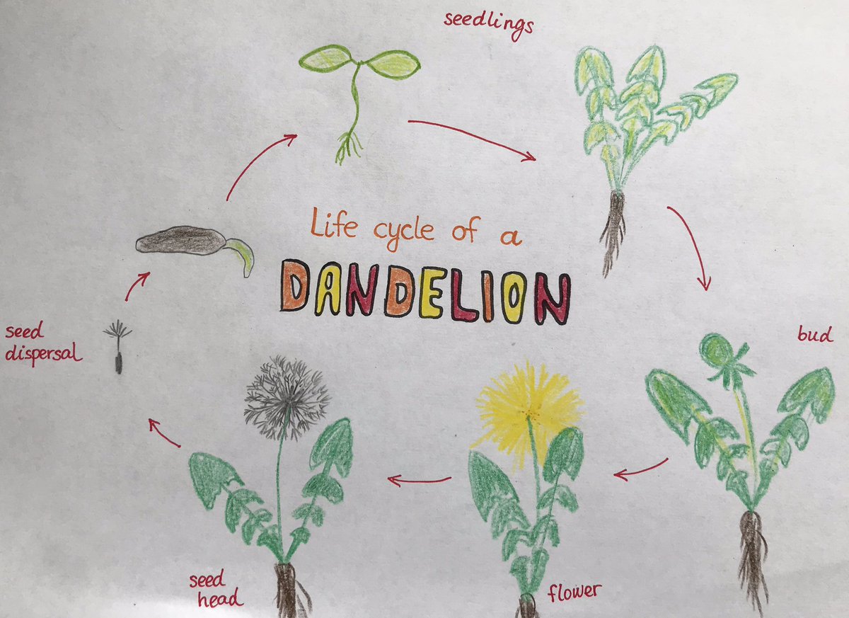 Dandelion Plant Life Cycle