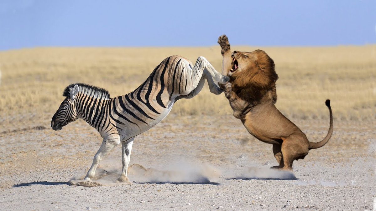 Zebra Running From Lion
